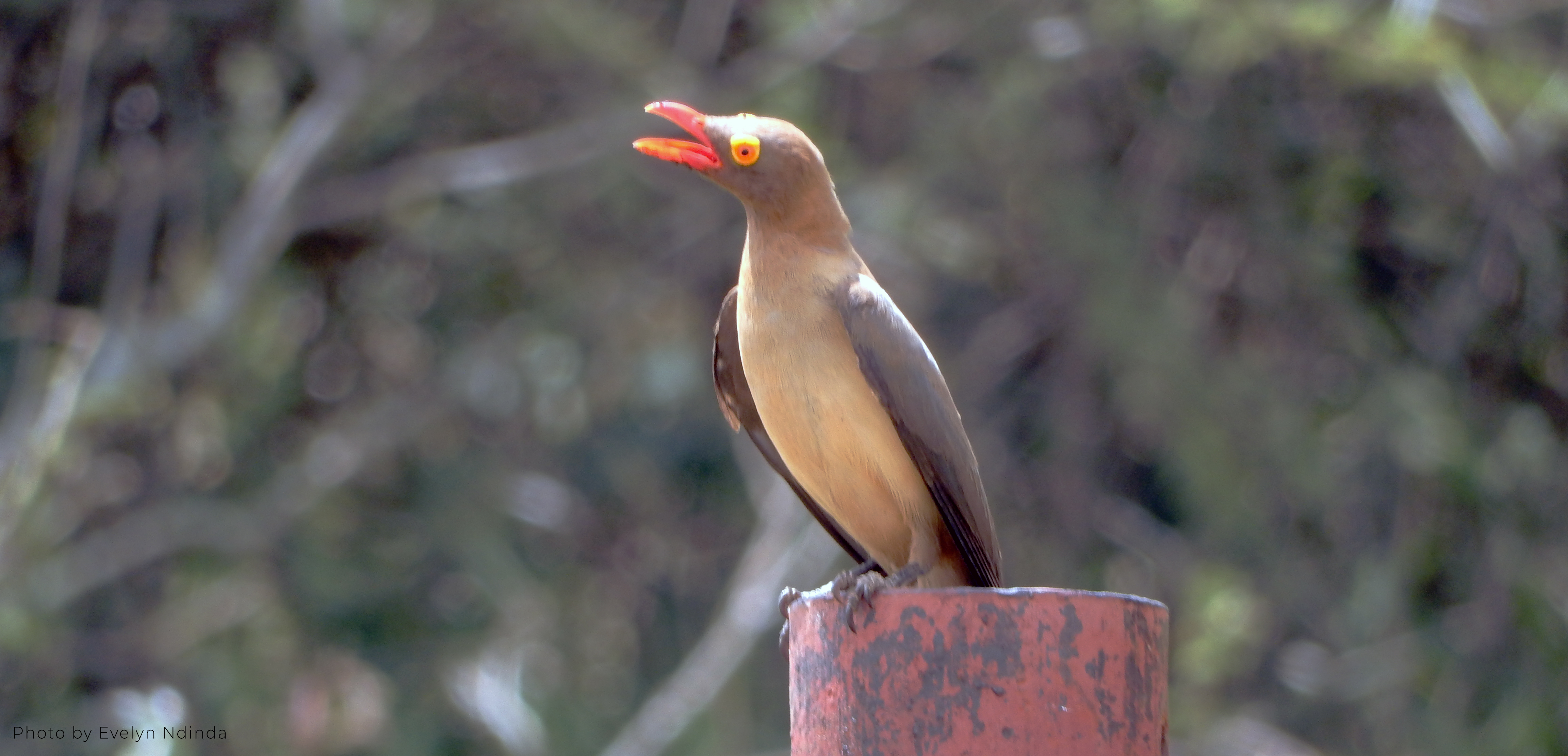 Oxpeckers: A Taste for Blood | Explore