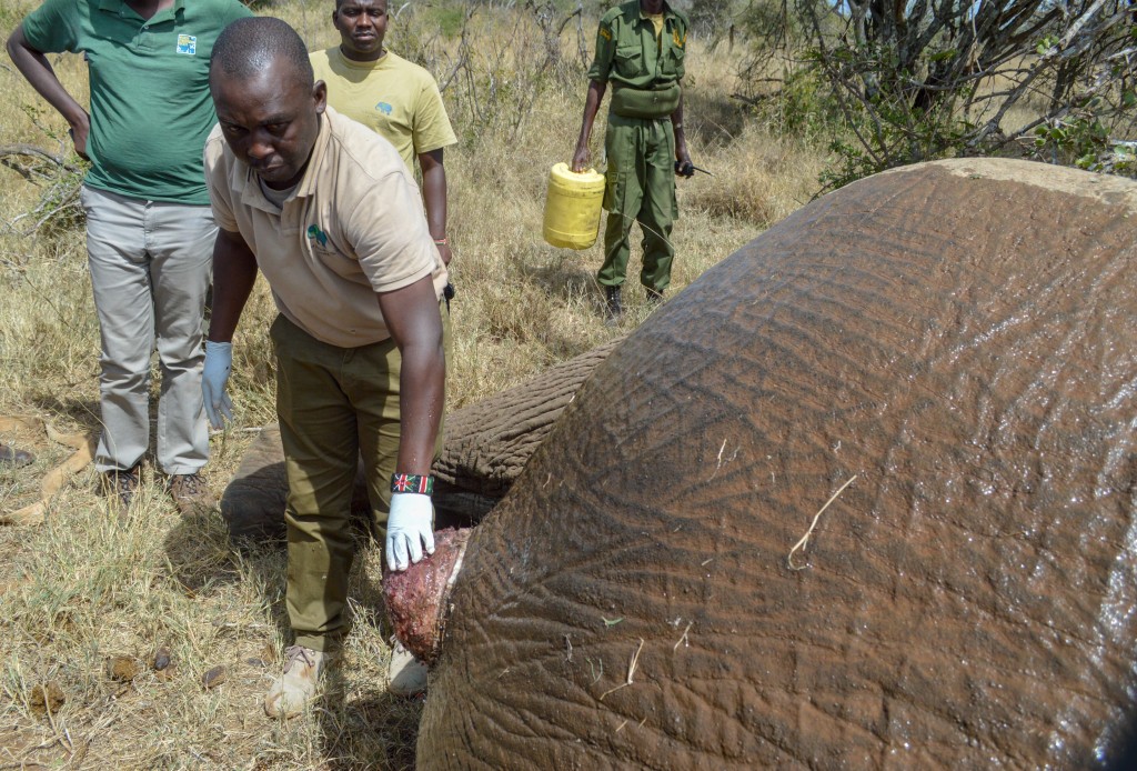Injured Elephants Treated in the Wild: Calf Rescued and two Adults on ...