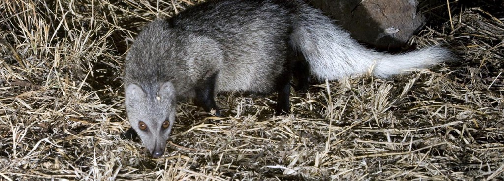 All About Mongooses | Explore