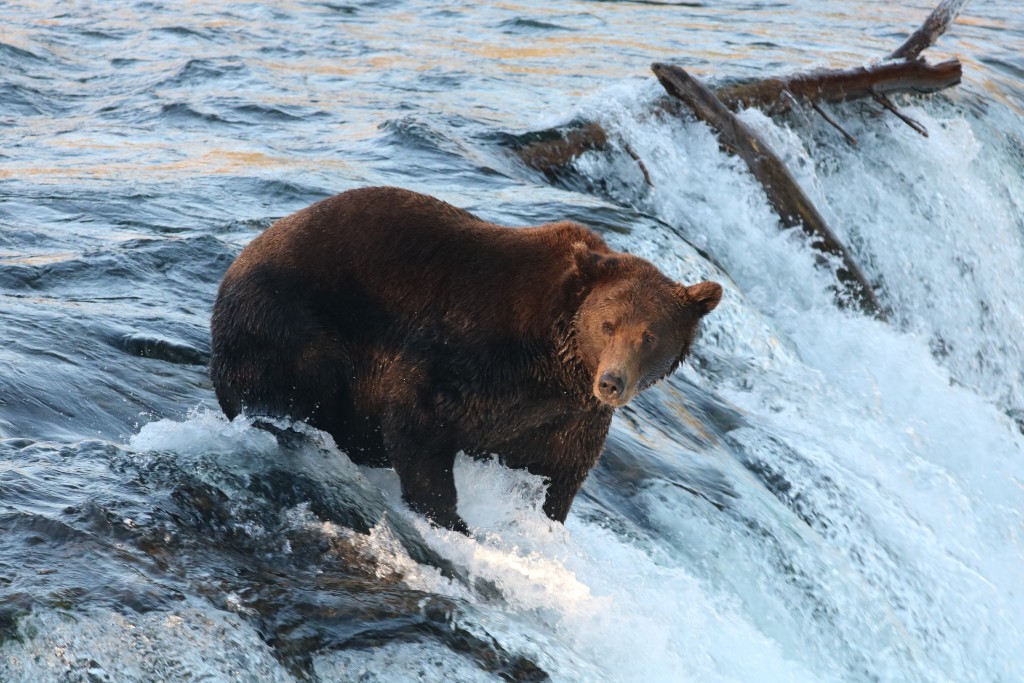 Fat Bear Week First Round Matchups: A Preview | Explore