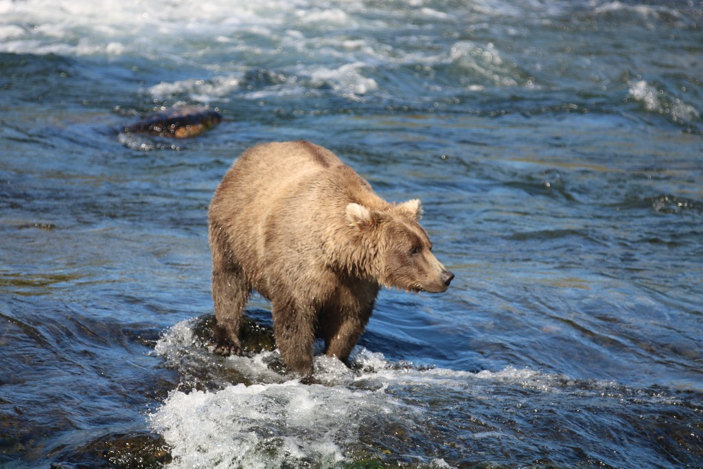 Fat Bear Week First Round Matchups: A Preview | Explore