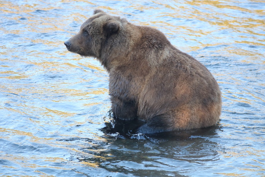 Fat Bear Week Quarterfinal Preview | Explore