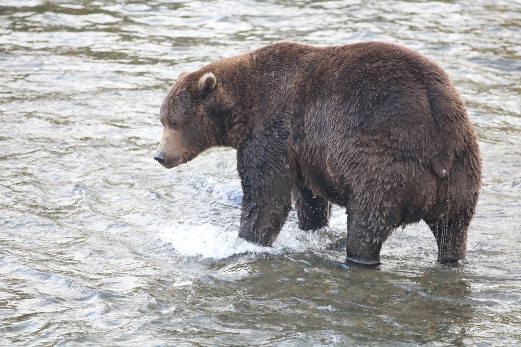 Fat Bear Week Quarterfinal Preview | Explore