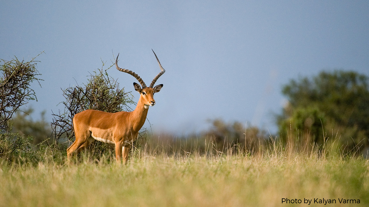 Mpala’s Impala | Explore