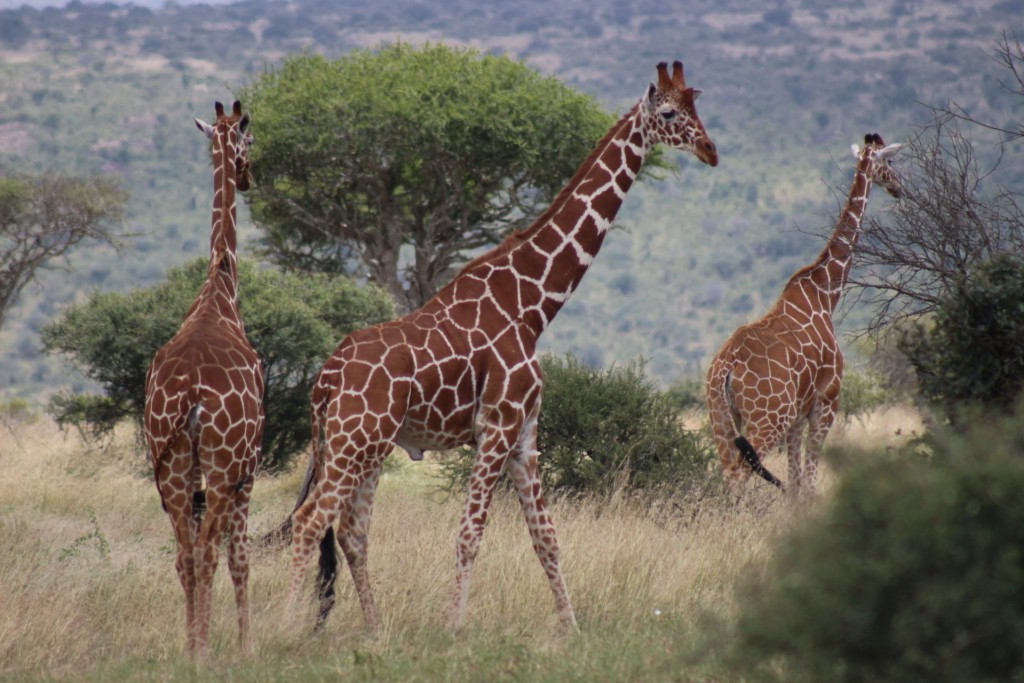 Giraffes on Parade | Explore