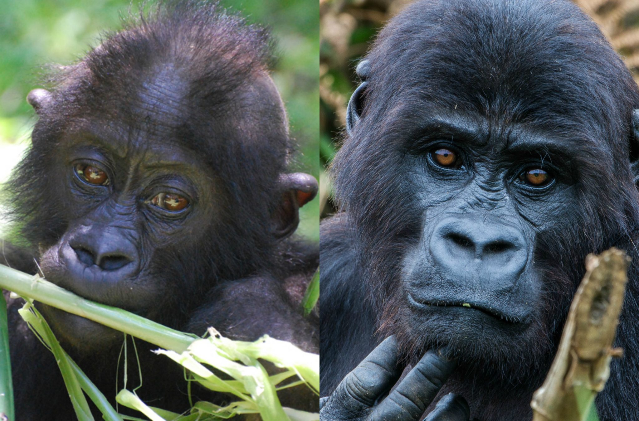 Lubutu’s Journey: A Rehabilitation Success Story from GRACE | Explore