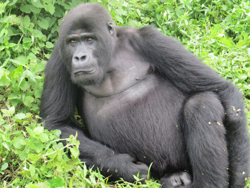 Lubutu’s Journey: A Rehabilitation Success Story from GRACE | Explore