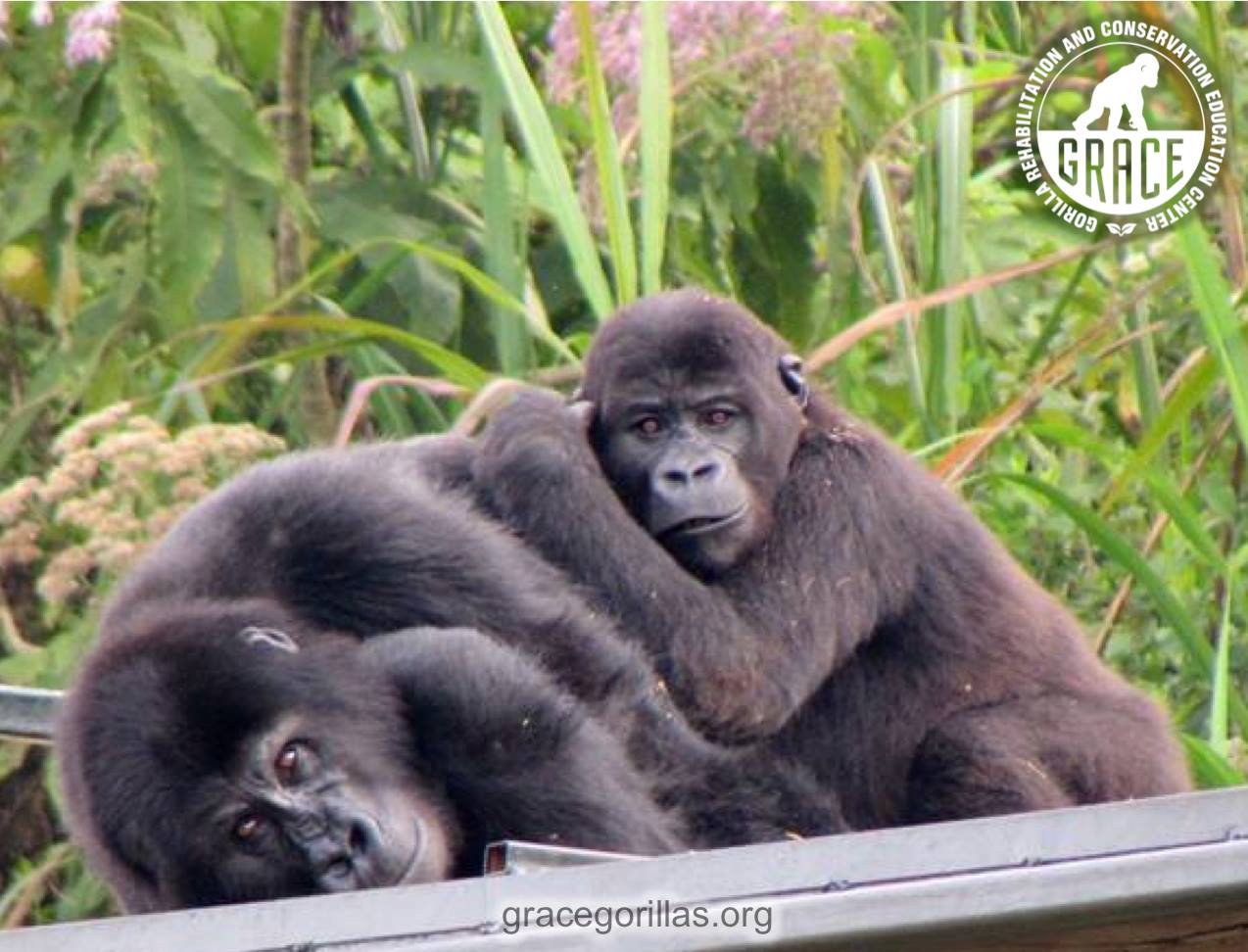 Lubutu’s Journey: A Rehabilitation Success Story from GRACE | Explore