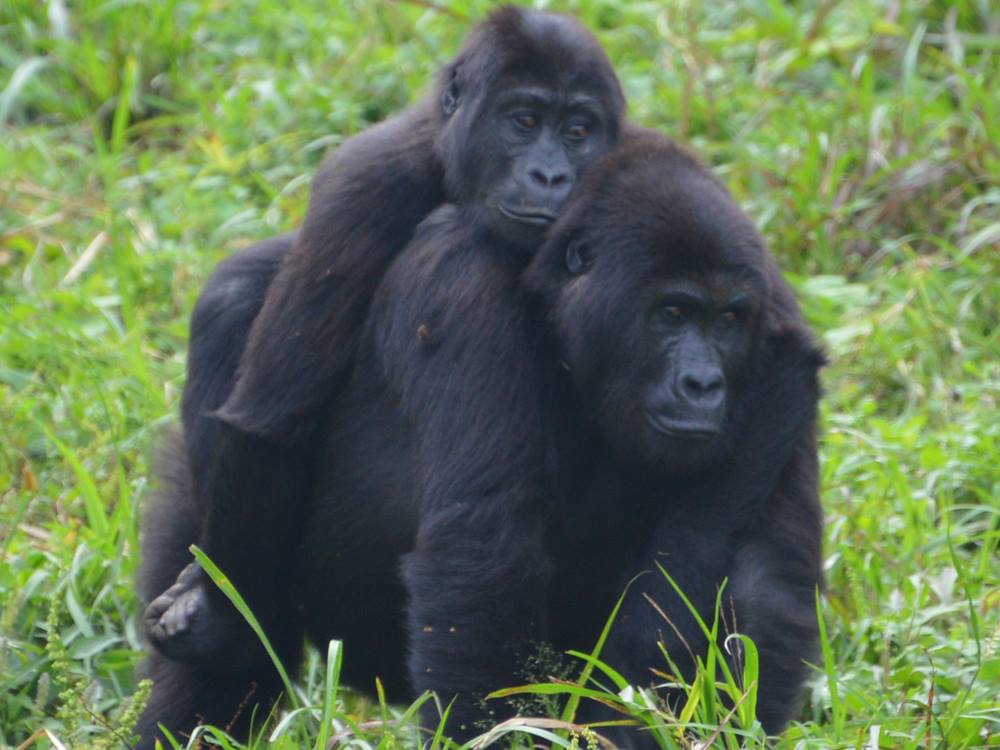 Lubutu’s Journey: A Rehabilitation Success Story from GRACE | Explore