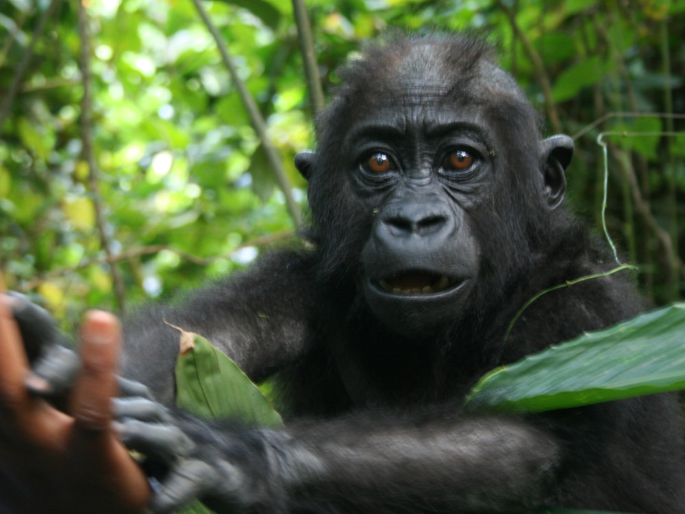 Lubutu’s Journey: A Rehabilitation Success Story from GRACE | Explore